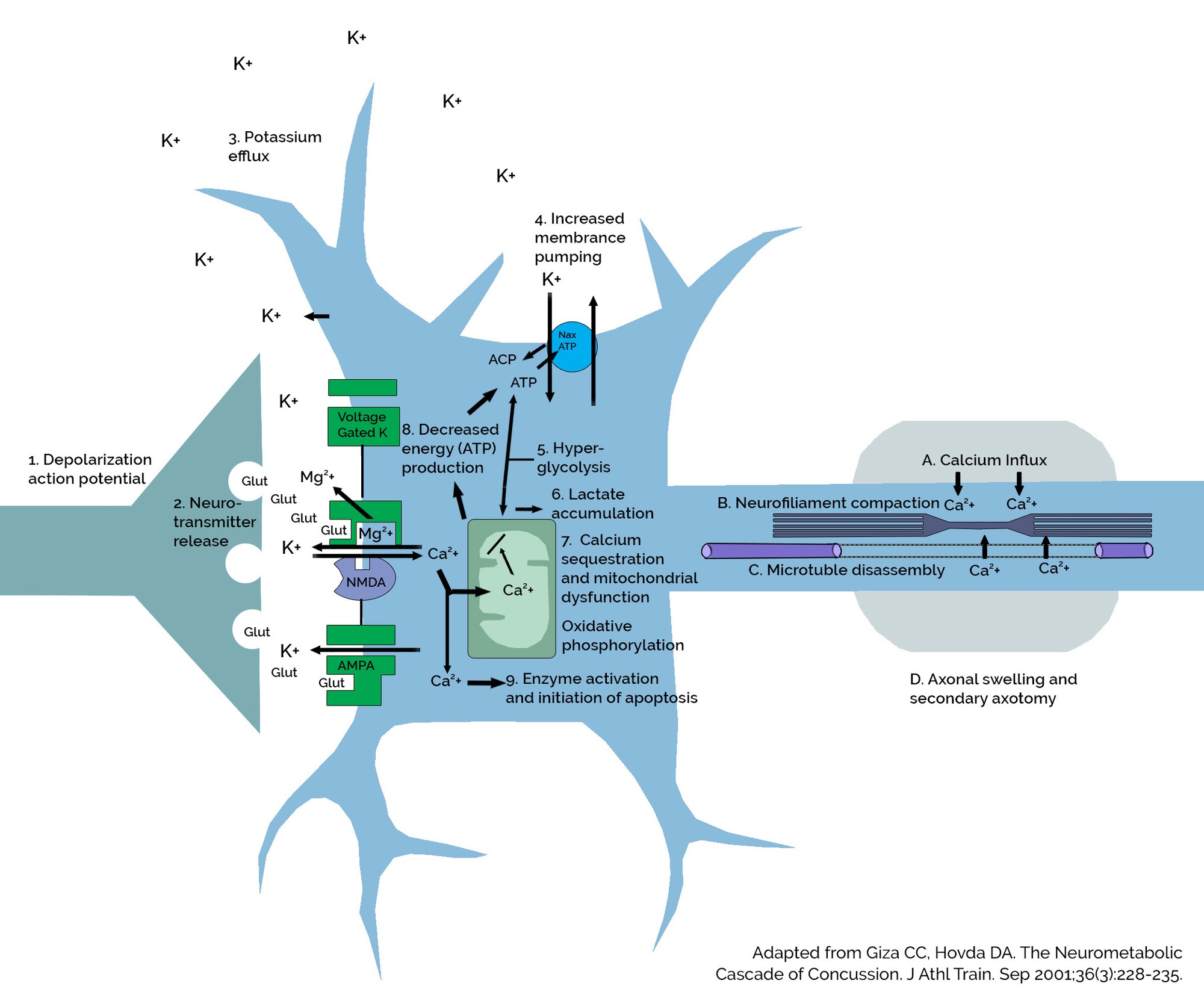 Active Concussion Recovery Therapy of Utah Valley - Neural Effects